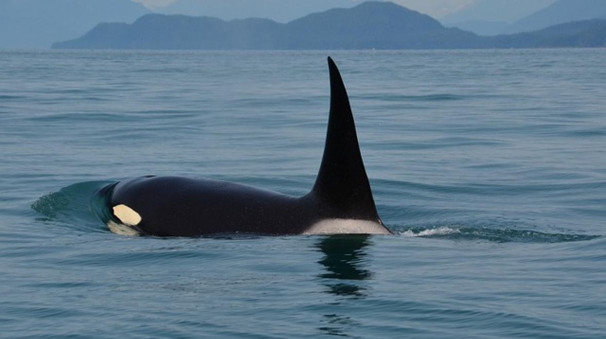 Virtual: Orca Talk with Dr. Holly Fearnbach | Seattle Area Family Fun Calendar | ParentMap