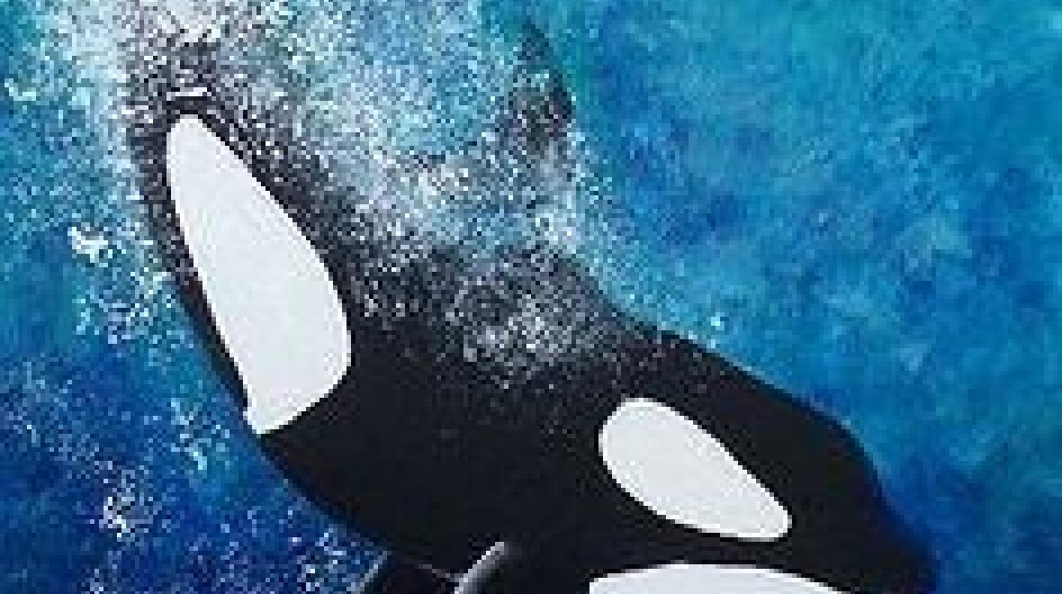 Ocean of Possibilities: Orca Whales at the Renton Highlands Library ...