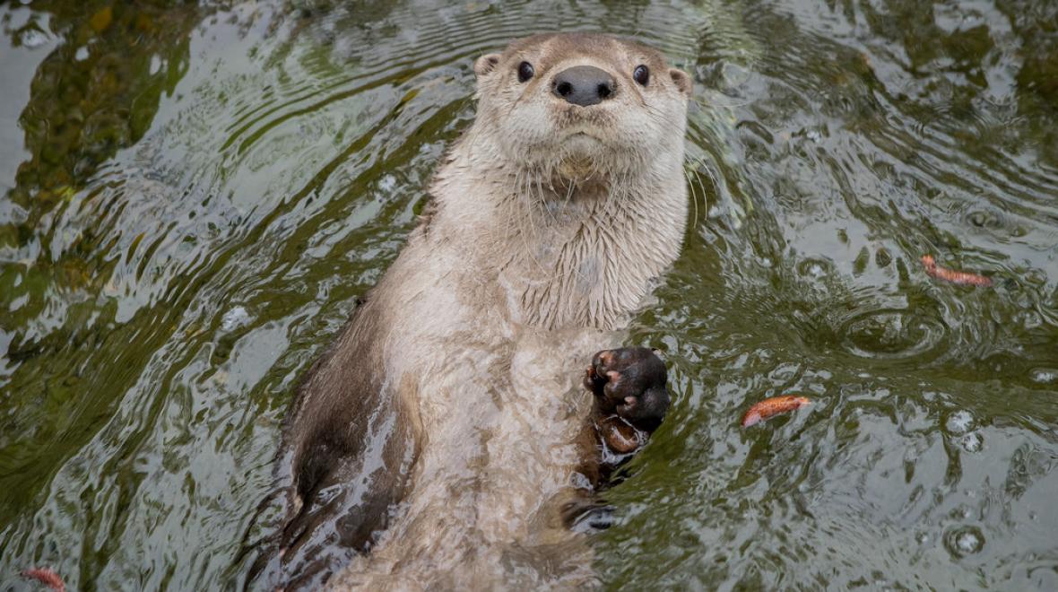 Local Wildlife – Aquatic Animals | Seattle Area Family Fun Calendar ...