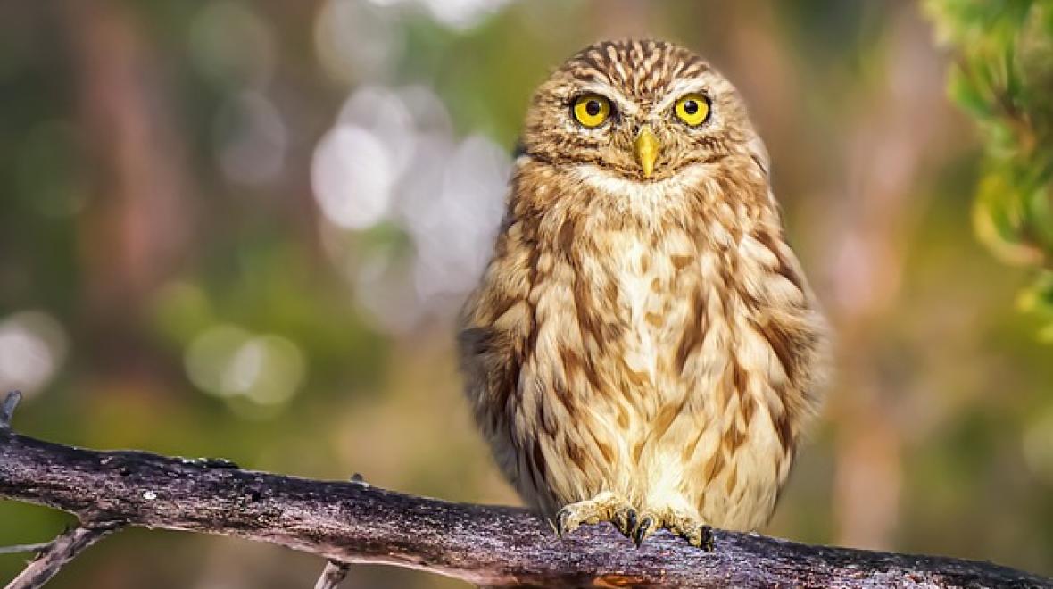 Owls of October | Seattle Area Family Fun Calendar | ParentMap