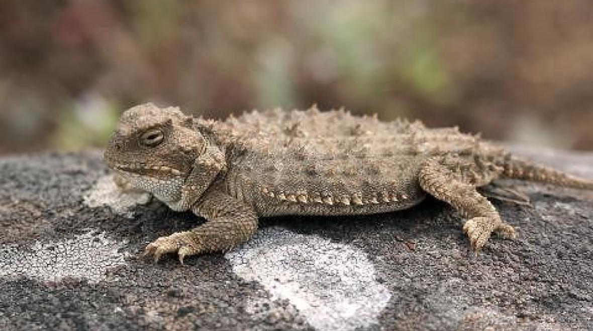 Reptiles of Washington at the Black Diamond Library | Seattle Area ...