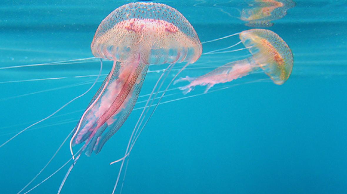 Creatures of the Salish Sea at WET Science Center | Seattle Area Family ...