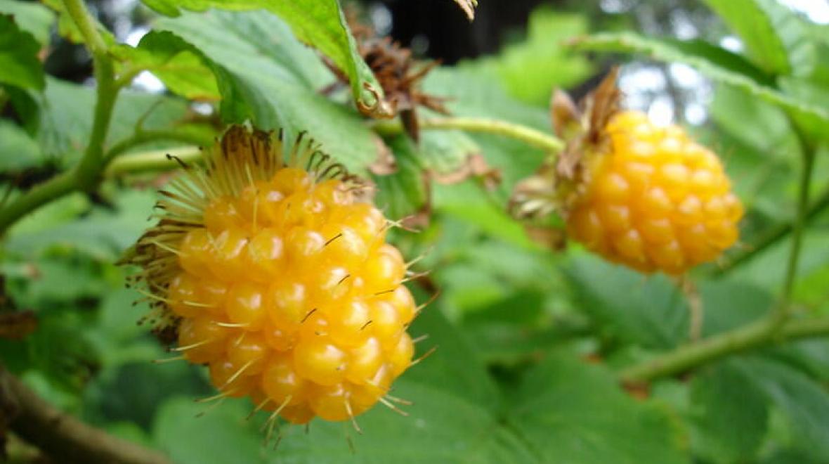 Guided Nature Walk: Wildflowers & Berries | Seattle Area Family Fun ...
