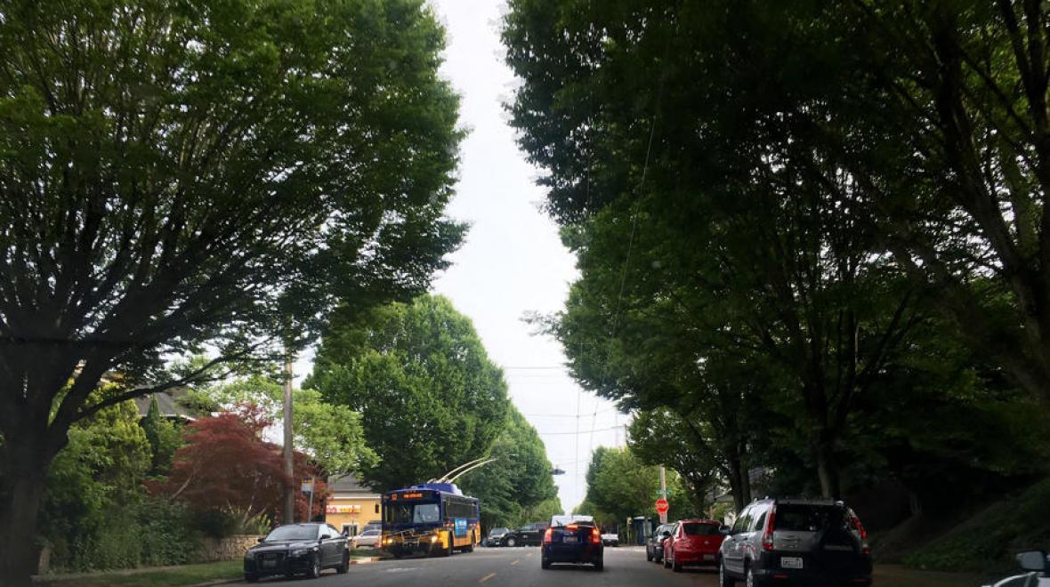 Seattle's Tree Canopy Virtual Talk with Seward Park Audubon Center ...