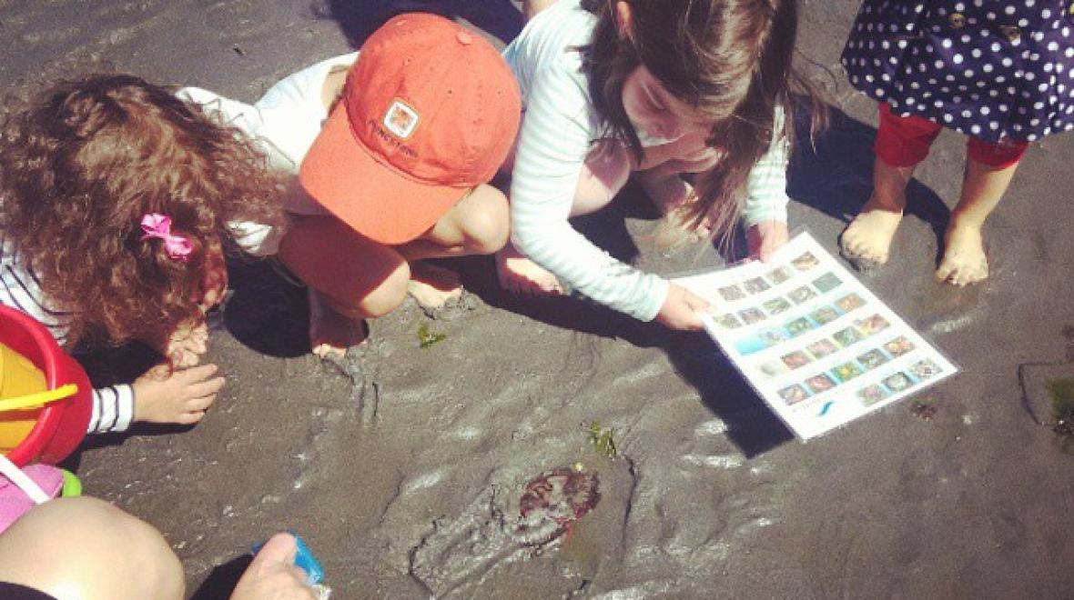Seattle Aquarium Beach Naturalist at Olympic Sculpture Park Pocket ...