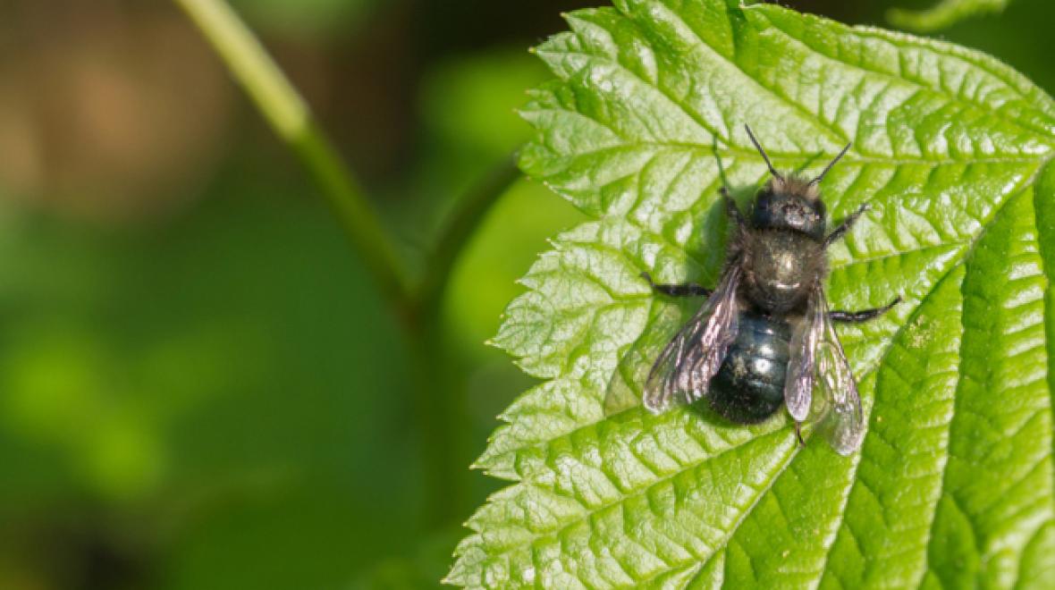 Learn About Native Mason Bees | Seattle Area Family Fun Calendar ...
