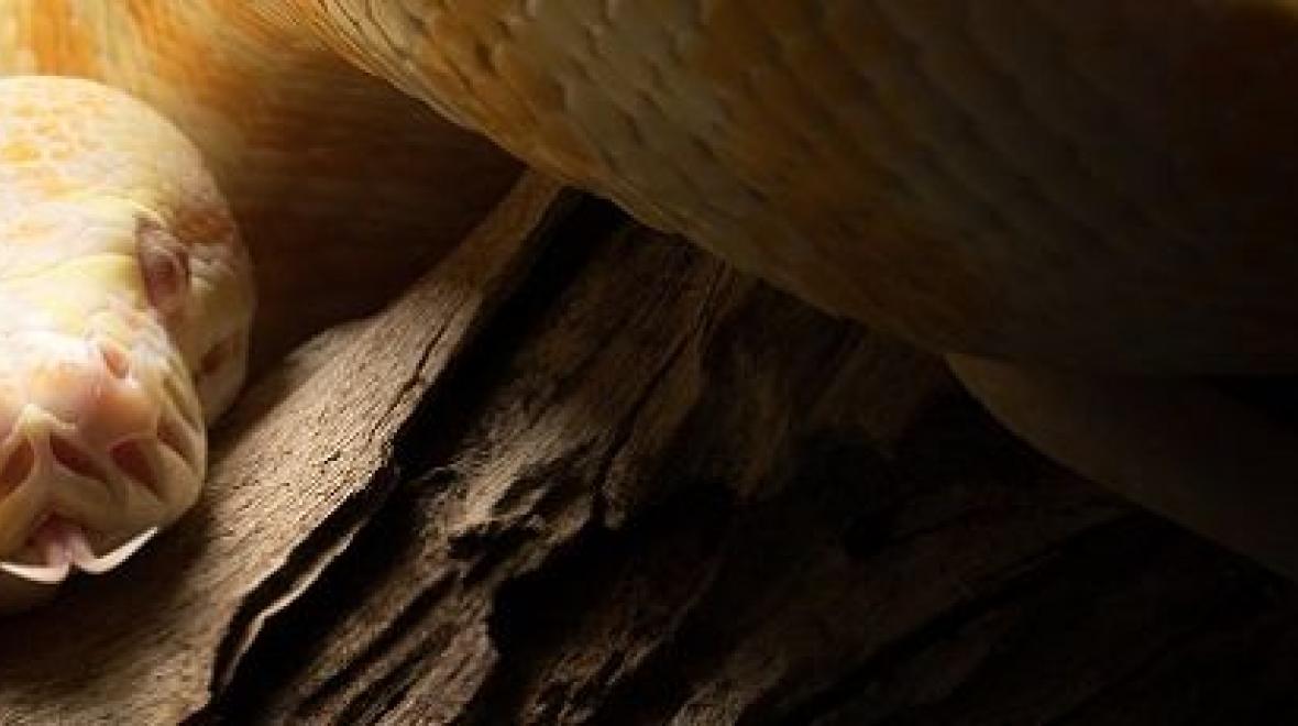 Virtual: Spooky Fall - Snakes Alive! | Seattle Area Family Fun Calendar ...