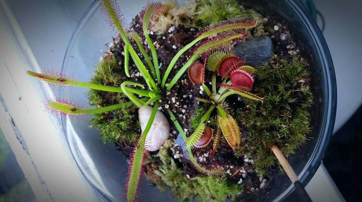 Carnivorous Terrariums | Seattle Area Family Fun Calendar | ParentMap