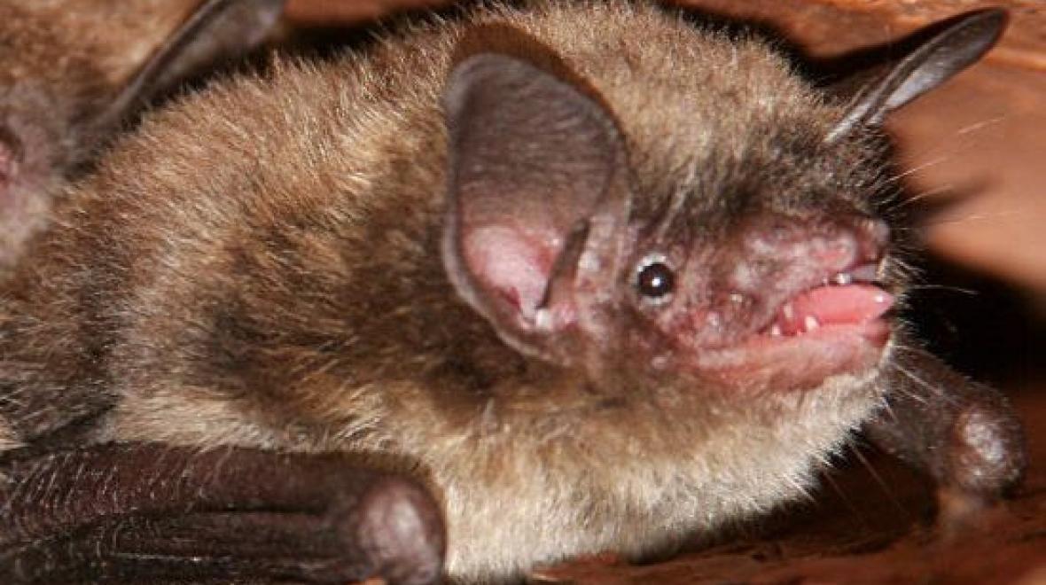 Bat Walk at Heritage Park | Seattle Area Family Fun Calendar | ParentMap