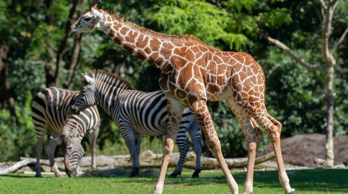 Last Week to See Hasani at Woodland Park Zoo | Seattle Area Family Fun ...