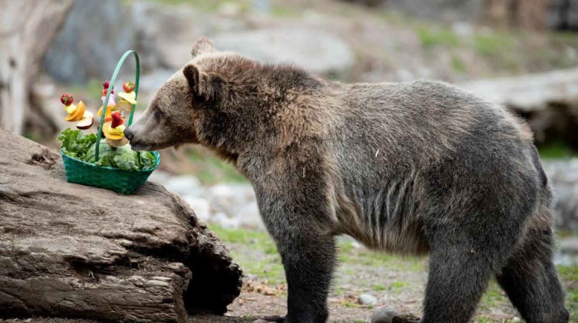 Spring Spectacular at Woodland Park Zoo | Seattle Area Family Fun ...