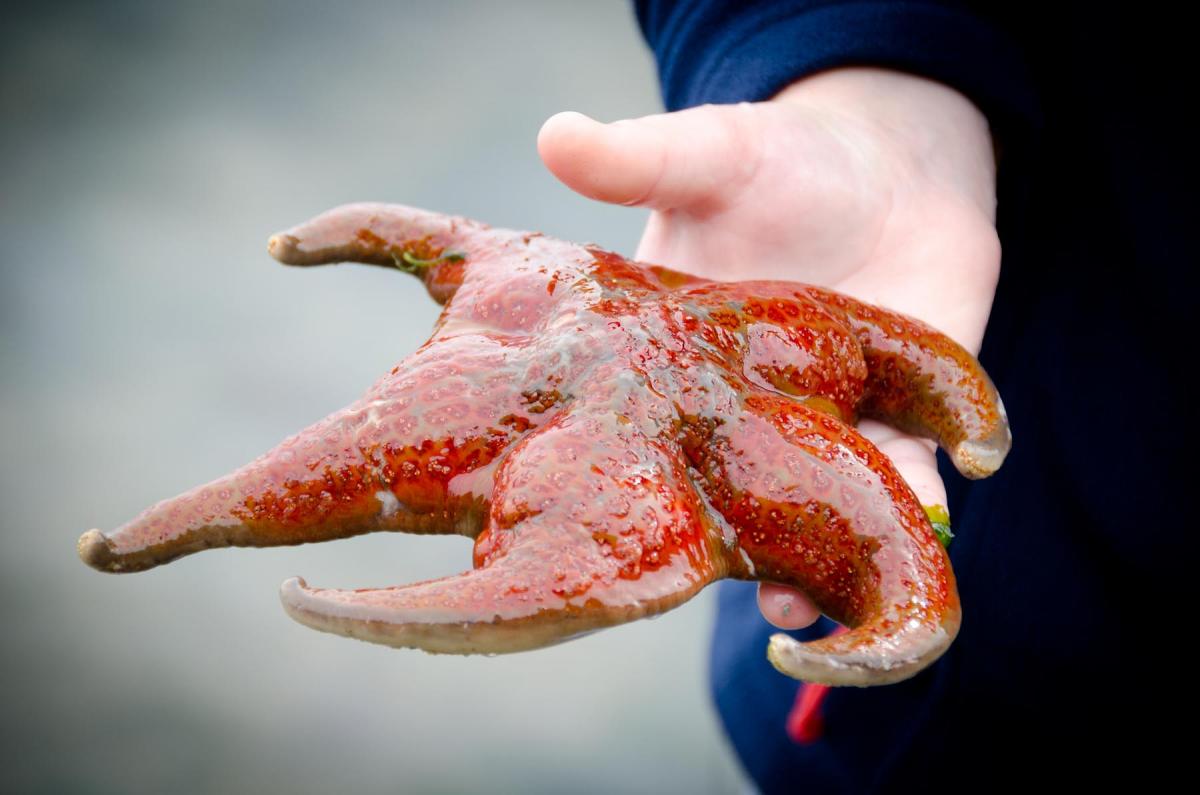 Explore the Shore at Owen Beach | Seattle Area Family Fun Calendar ...