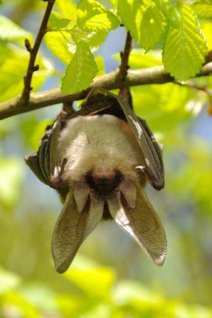 Bats of the Pacific NW Super Saturday | Seattle Area Family Fun ...