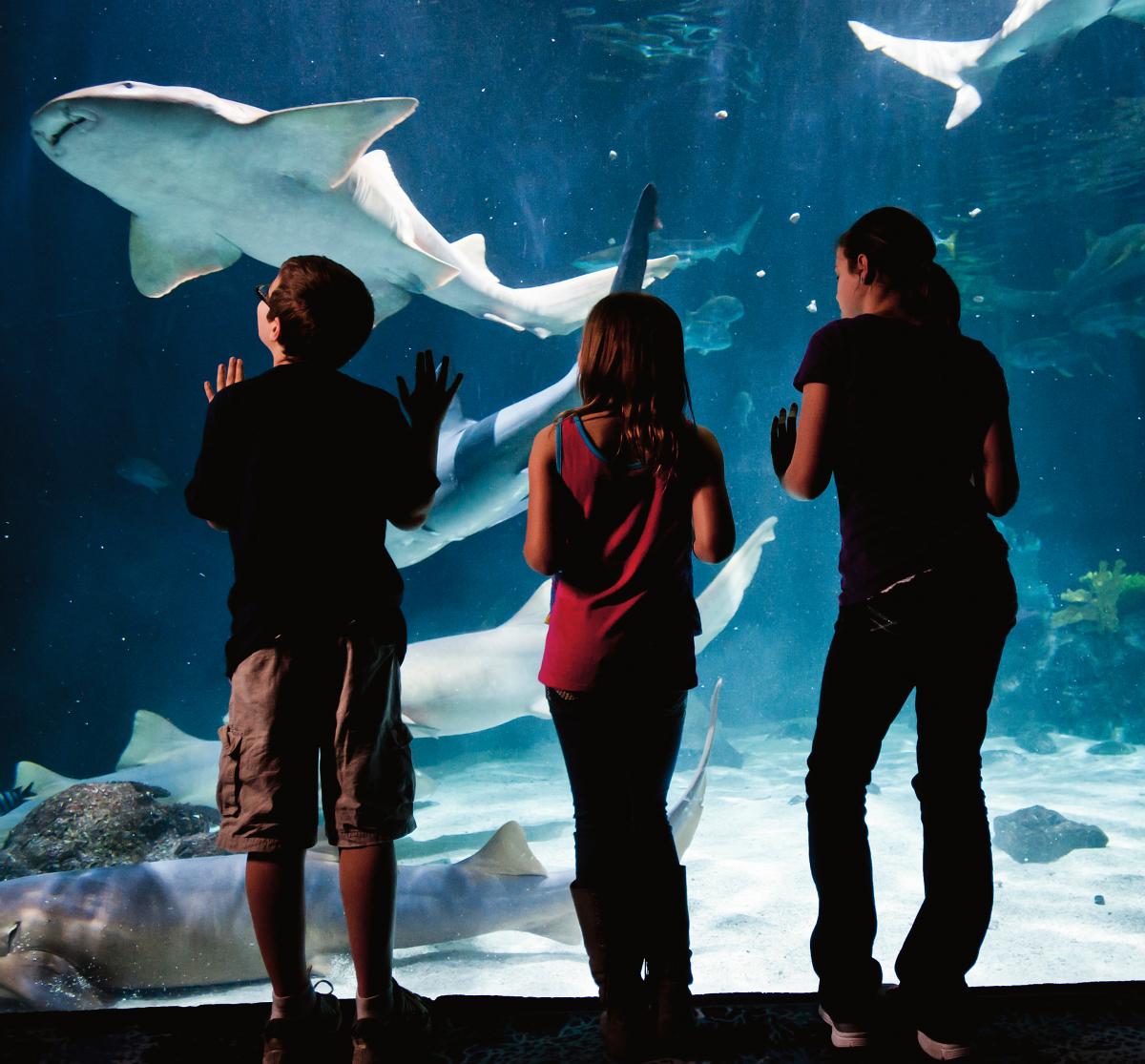 Sharks at Point Defiance | Seattle Area Family Fun Calendar | ParentMap