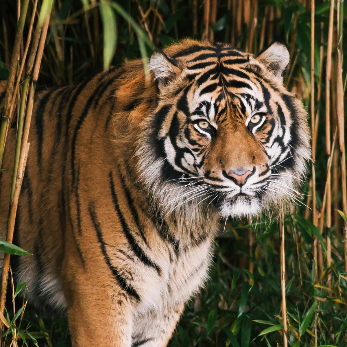 Wild Cat Weekend | Seattle Area Family Fun Calendar | ParentMap