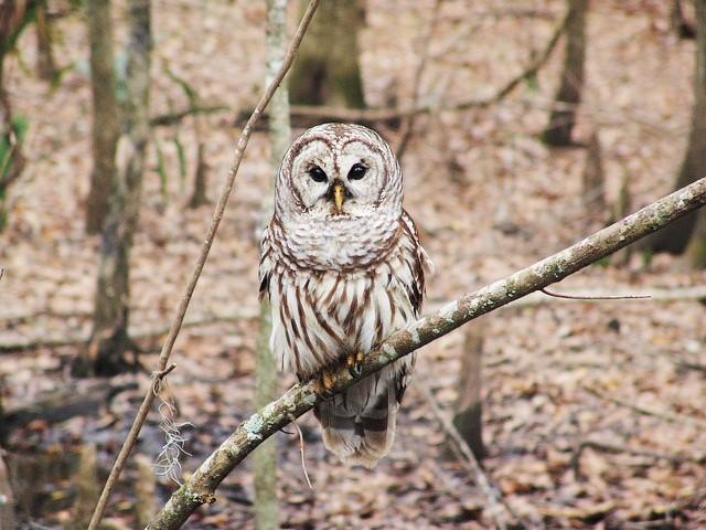 Nighttime Nature Walk: Owls and Owlets | Seattle Area Family Fun ...