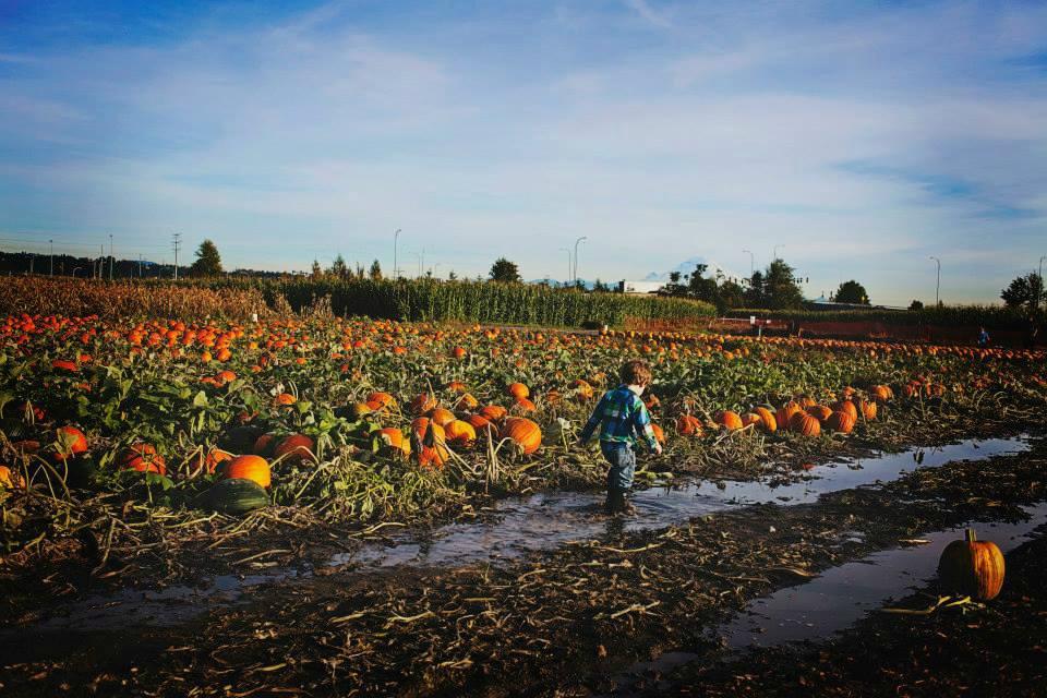 Pumpkin Patch and Corn Maze | Seattle Area Family Fun Calendar | ParentMap