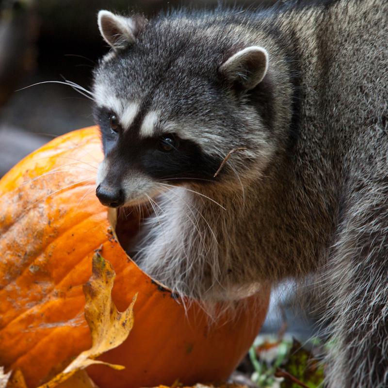 Pumpkin Chomp & Stomp | Seattle Area Family Fun Calendar | ParentMap