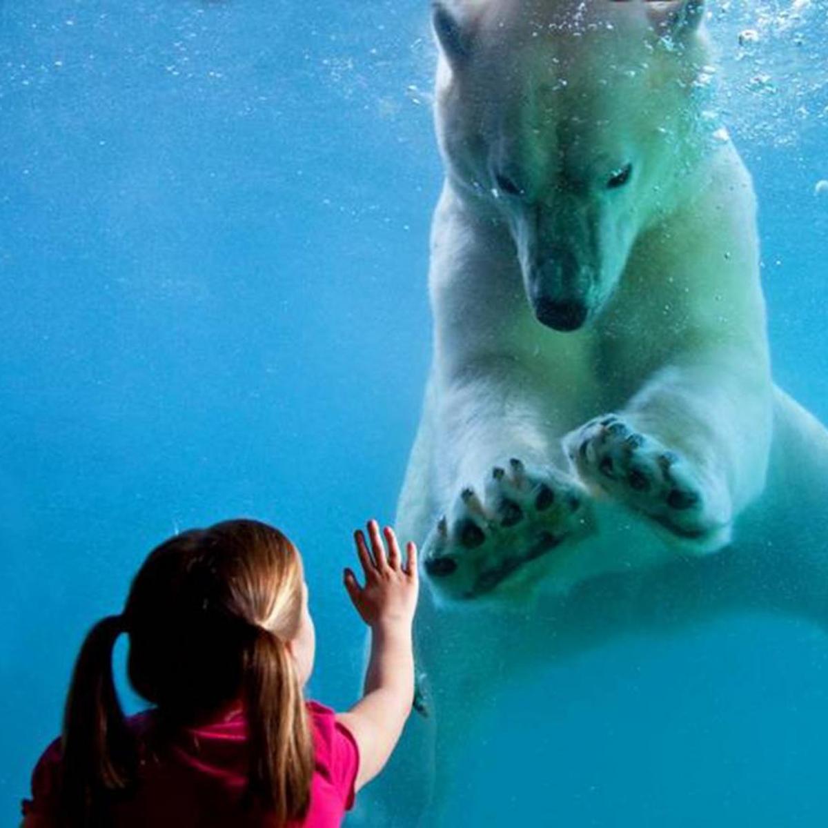 Chillin' with Polar Bears | Seattle Area Family Fun Calendar | ParentMap