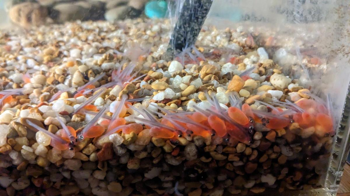 Visit Baby Salmon At Carkeek Park Visitor Center | Seattle Area Family ...