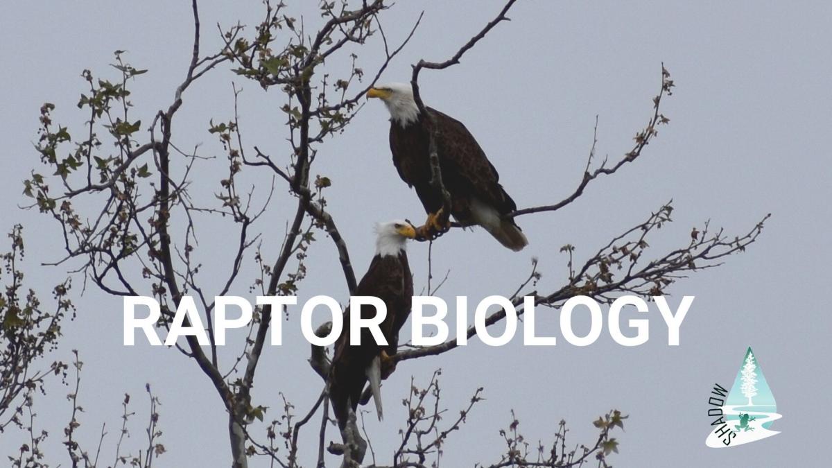 Raptor Biology Class with Shadow Lake Nature Preserve | Seattle Area ...