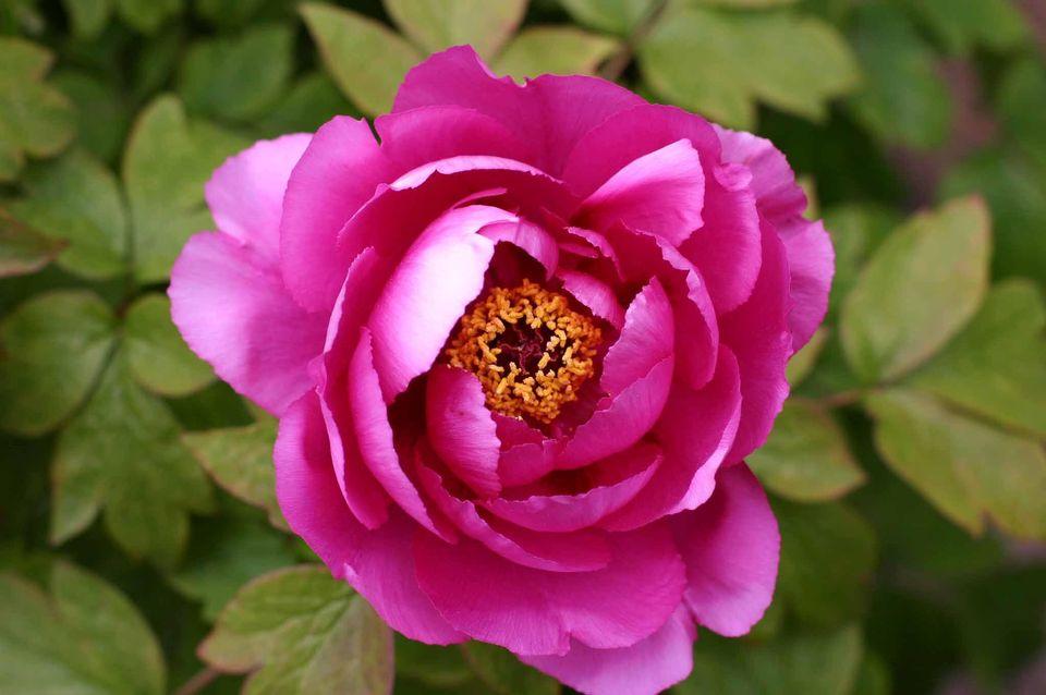 2021 Peony Festival | Seattle Area Family Fun Calendar | ParentMap