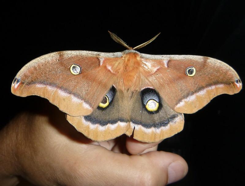 National Moth Week | Seattle Area Family Fun Calendar | ParentMap