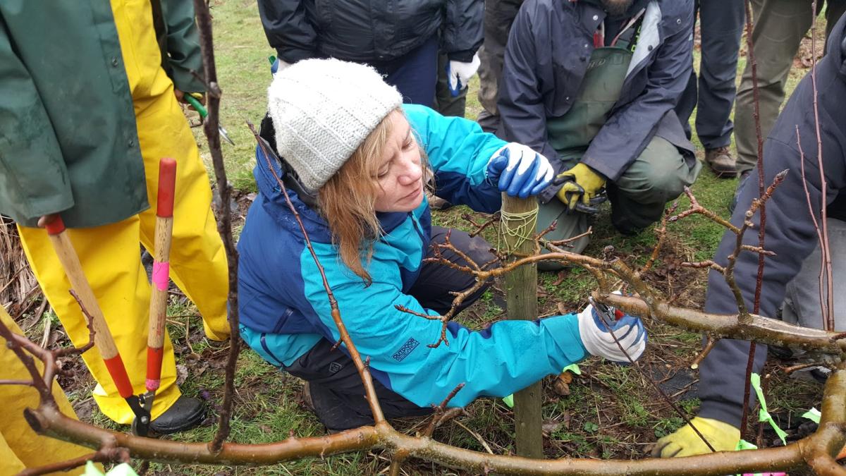 Tree Pruning Workshop at CitySoil Farm | Seattle Area Family Fun ...