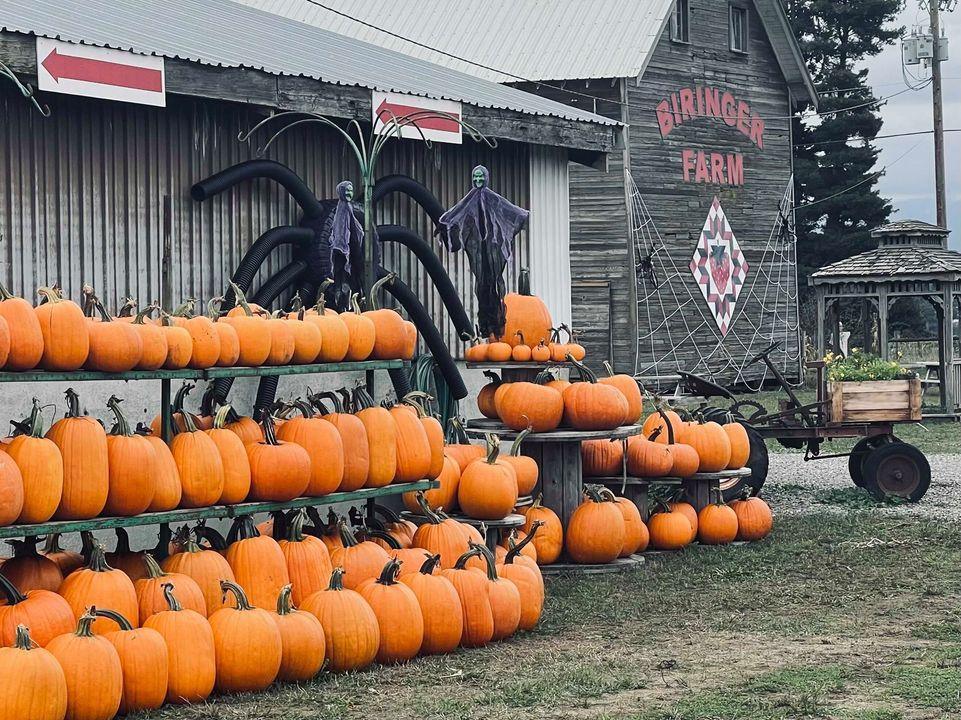 Biringer's Black Crow Pumpkins & Corn Maze | Seattle Area Family Fun ...