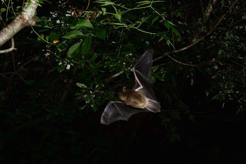 Bat Activity Trends Summer Evening Program | Seattle Area Family Fun ...