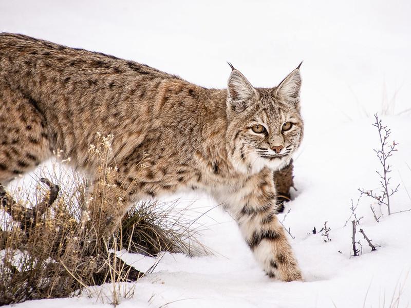 Bellevue Ranger Program: Coastal Cats | Seattle Area Family Fun ...