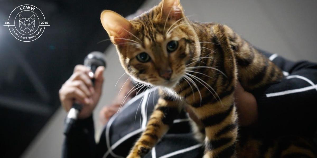 Cat Extravaganza & Rescue Awareness Event | Seattle Area Family Fun ...