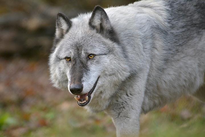 Washington Wolves: Facts and Comebacks | Seattle Area Family Fun ...