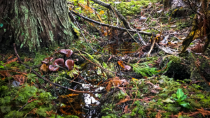 Guided Nature Walk | Seattle Area Family Fun Calendar | ParentMap