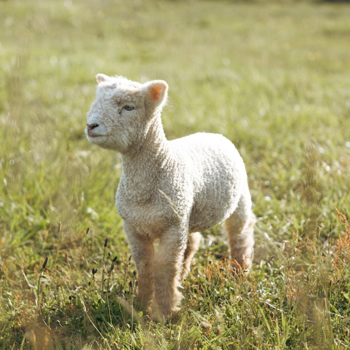 Toddler Tuesdays at Infinity Farm Issaquah - Evening Session | Seattle ...
