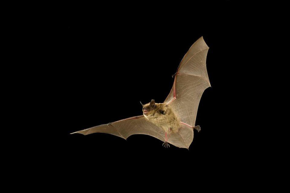 The Wickedly Wonderful World of Bats | Seattle Area Family Fun Calendar ...