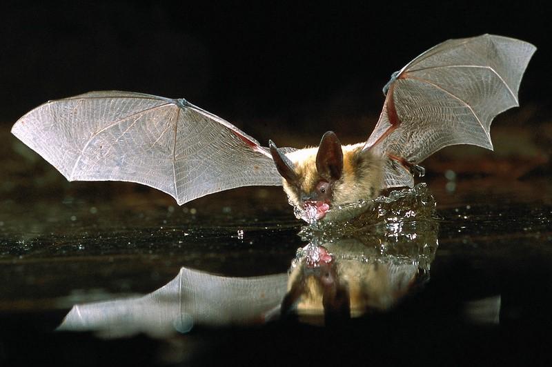 Bellevue Ranger Program: Bewitching Bats | Seattle Area Family Fun ...