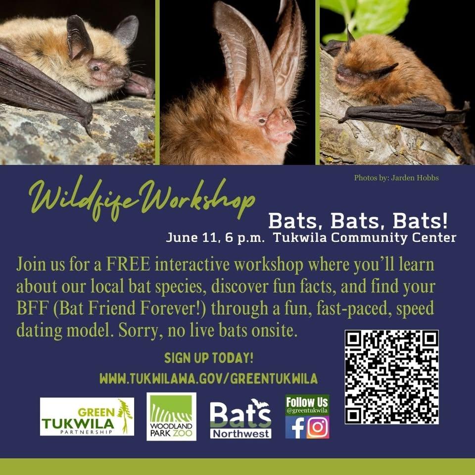Bats, Bats, Bats! Wildlife Workshop | Seattle Area Family Fun Calendar ...