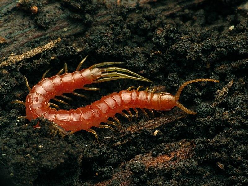 Brilliant Bugs | Seattle Area Family Fun Calendar | ParentMap