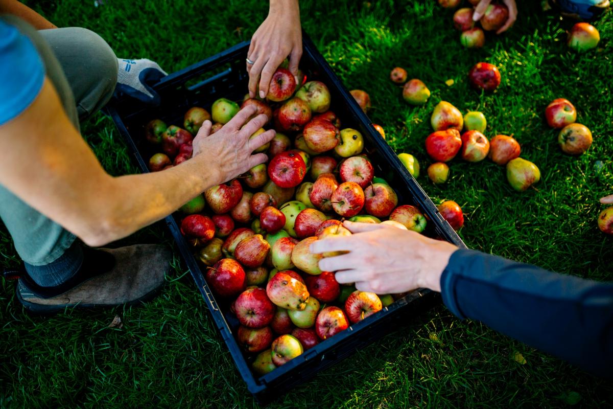 Apple Pressing at MOHAI | Seattle Area Family Fun Calendar | ParentMap