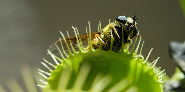 When Plants Attack | Seattle Area Family Fun Calendar | ParentMap