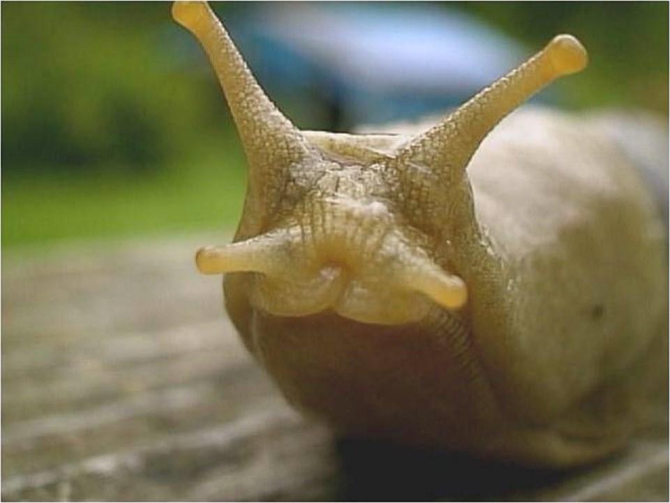 The Secret Life of Slugs | Seattle Area Family Fun Calendar | ParentMap