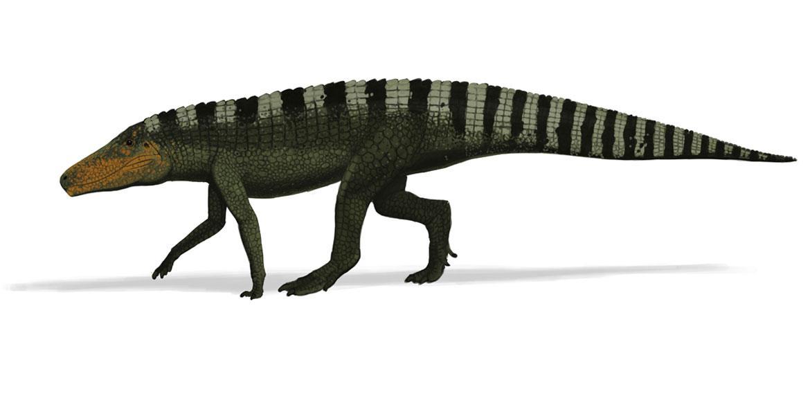 Dinosaur Movement: From Humble Beginnings to Earth-Shaking Giants ...