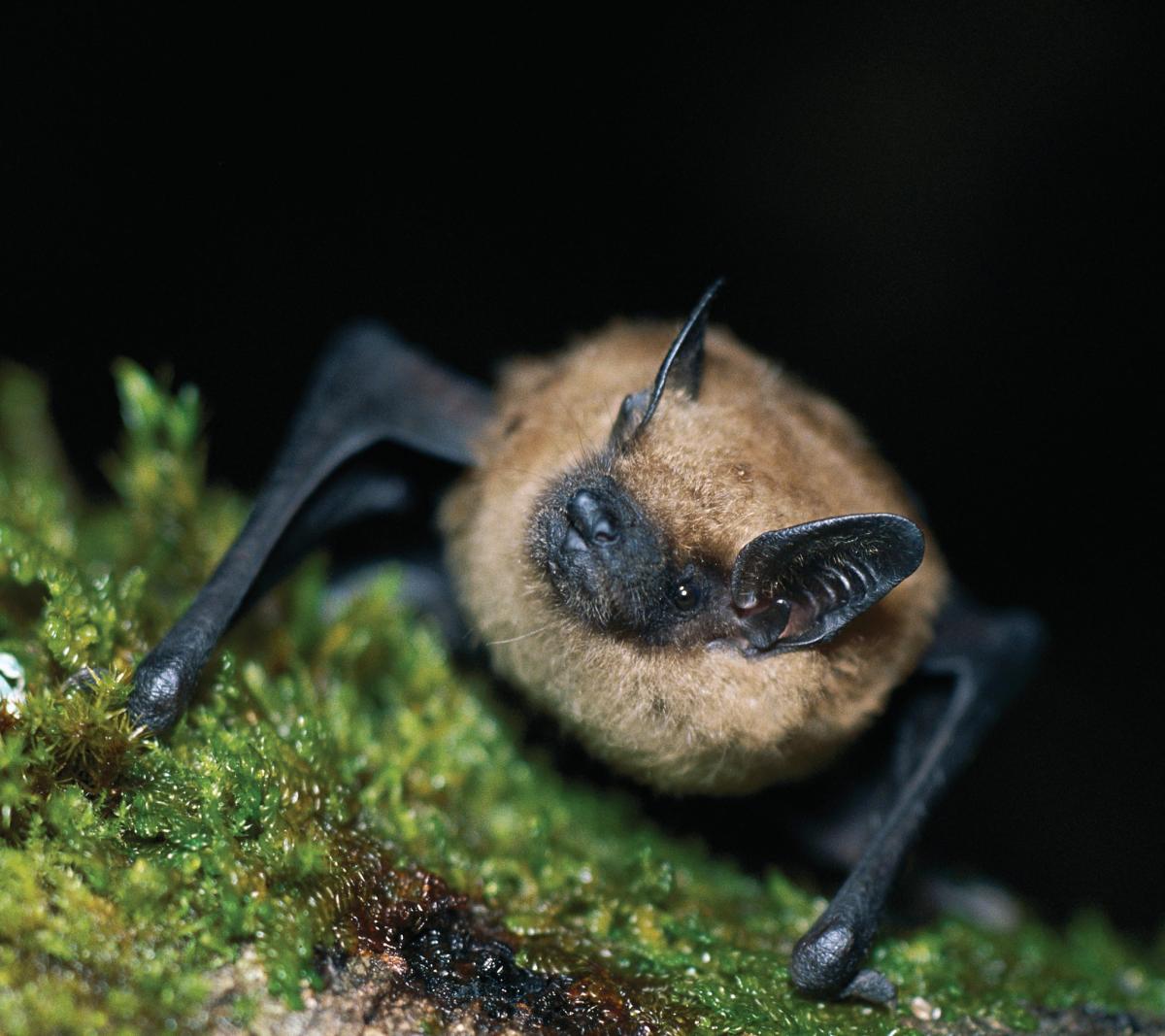 Batty Nights at Lewis Creek Park | Seattle Area Family Fun Calendar ...