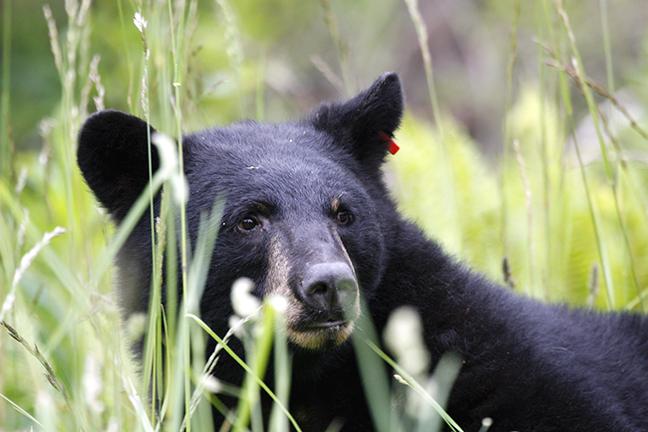 Animal Adventurers: It's a Bird! It's a Plane! It's Super Animals ...