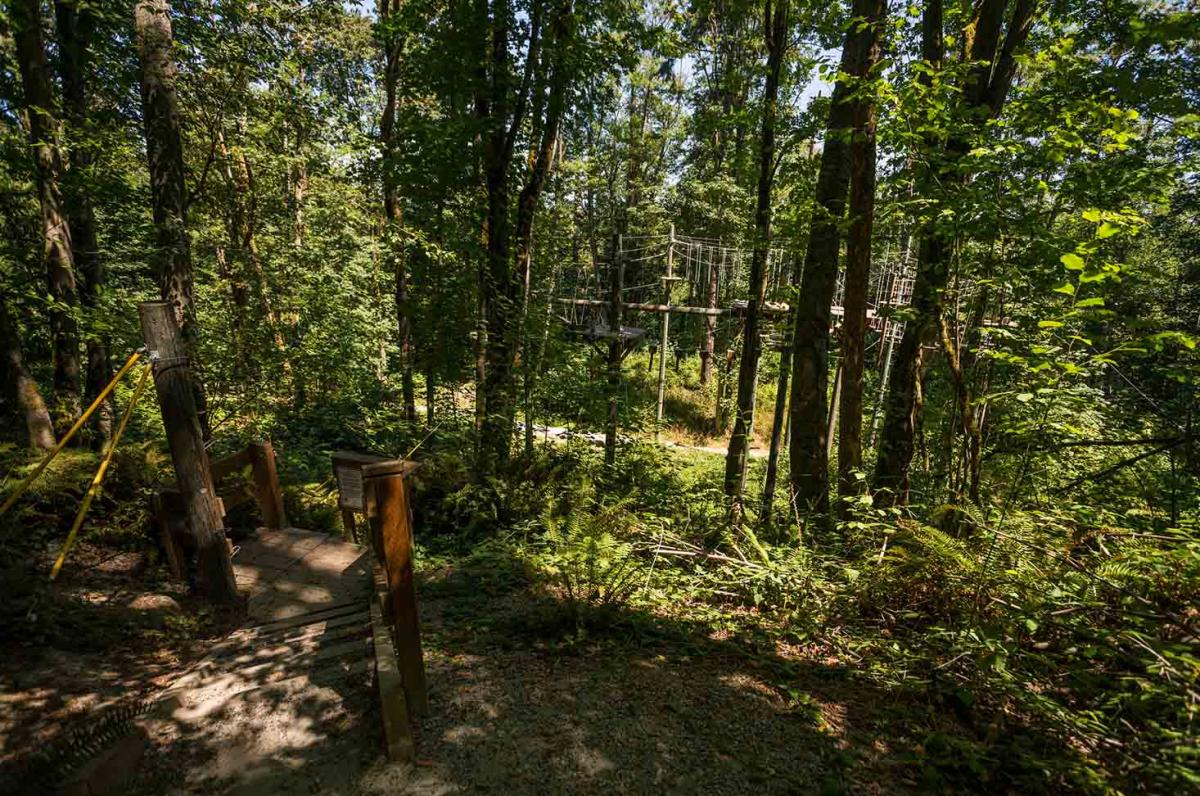 Native Plant and Forest Ecology - A Guided Nature Walk at Camp Long ...