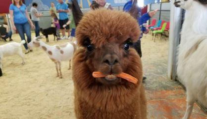 Debbie Dolittles Indoor Animal Experience | Seattle Area Family Fun ...
