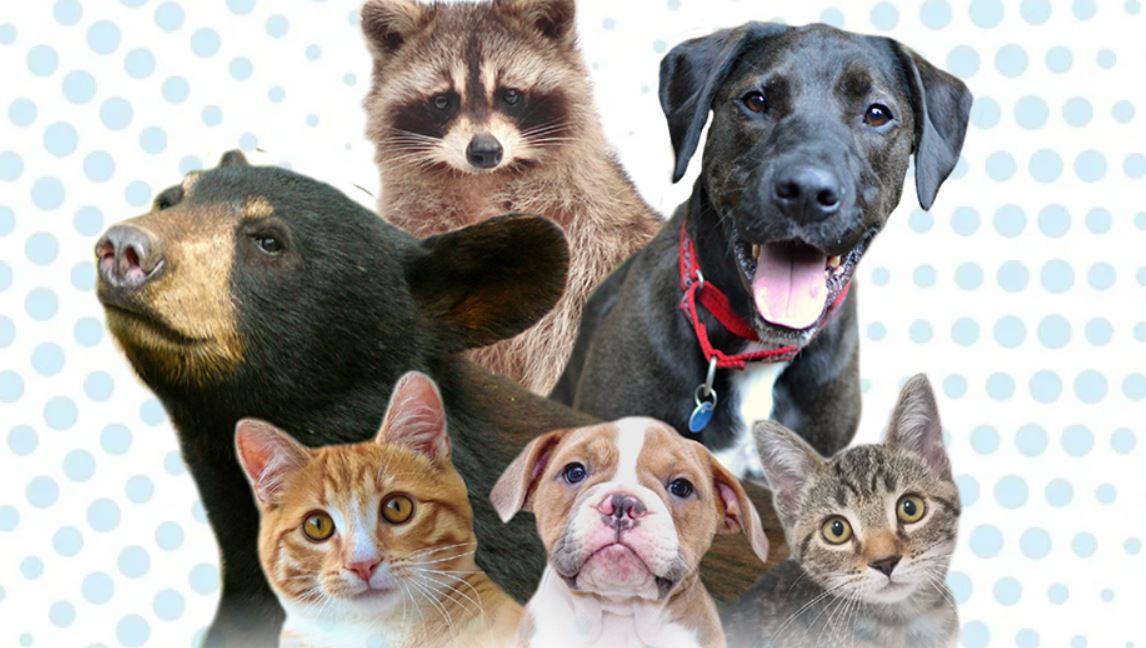 PAWS Goes Live for Kids | Seattle Area Family Fun Calendar | ParentMap