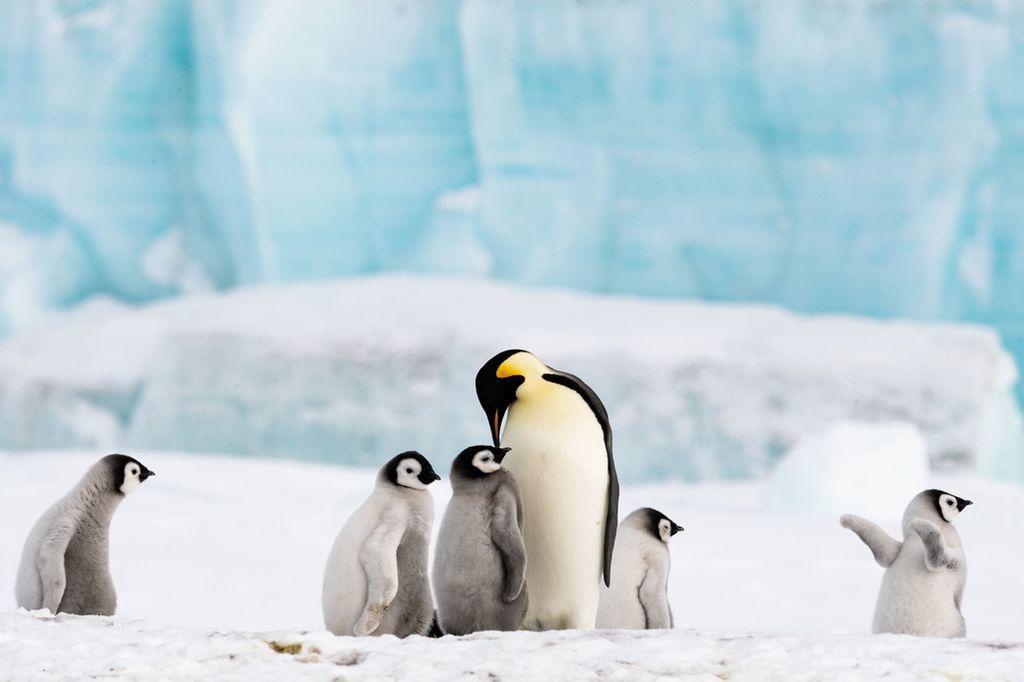 Every Penguin in the World Online Talk with Seward Park Audubon Center ...