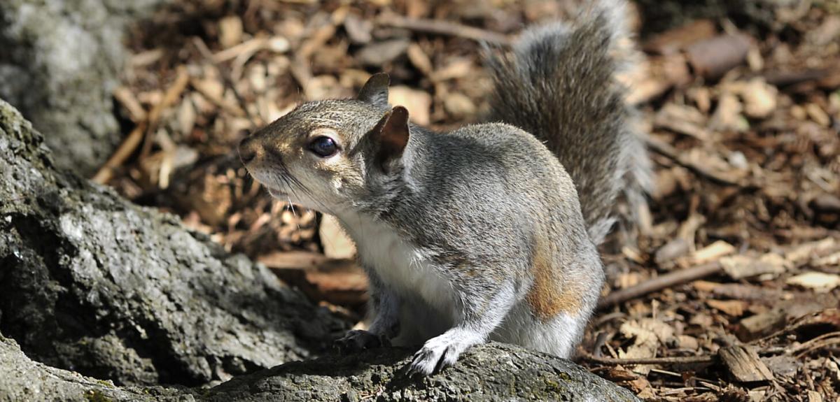 Sneaky Squirrel Walk | Seattle Area Family Fun Calendar | ParentMap